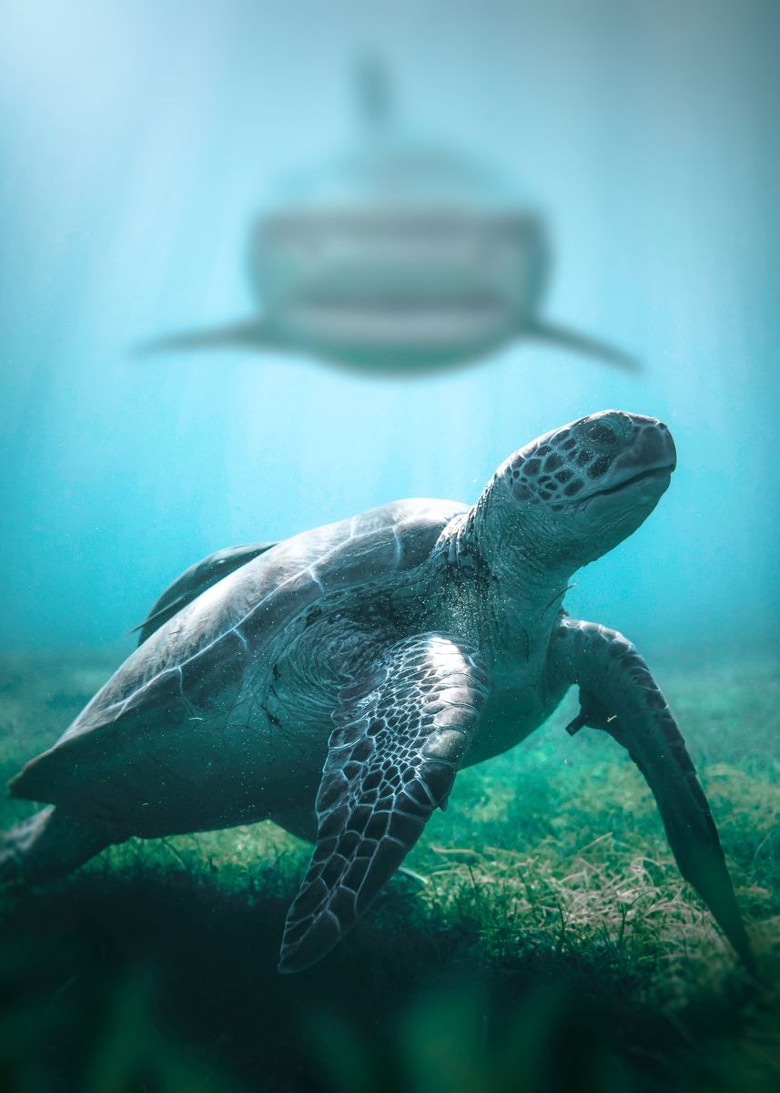 'Shark Meets Turtle' Poster, picture, metal print, paint by Zenz | Displate