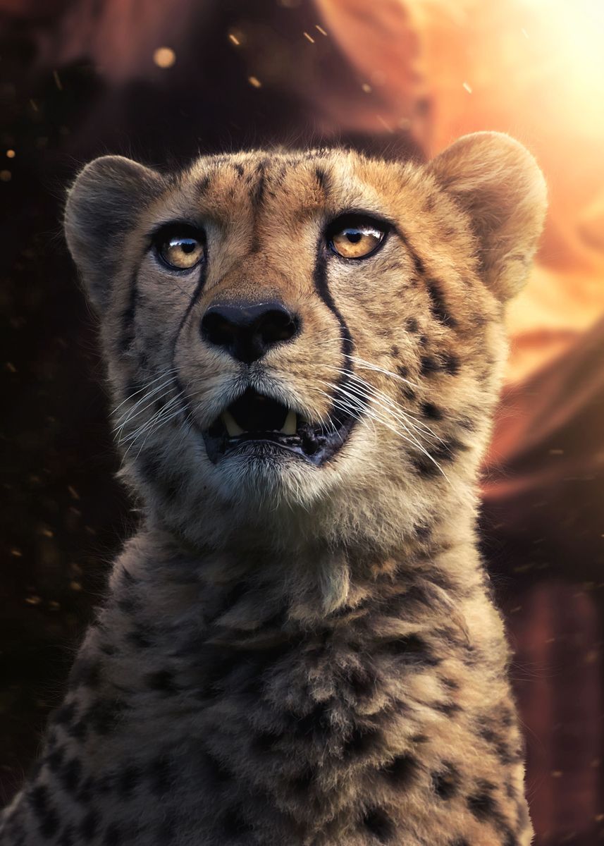 'Cheetah Magic' Poster, picture, metal print, paint by Zenzdesign ...