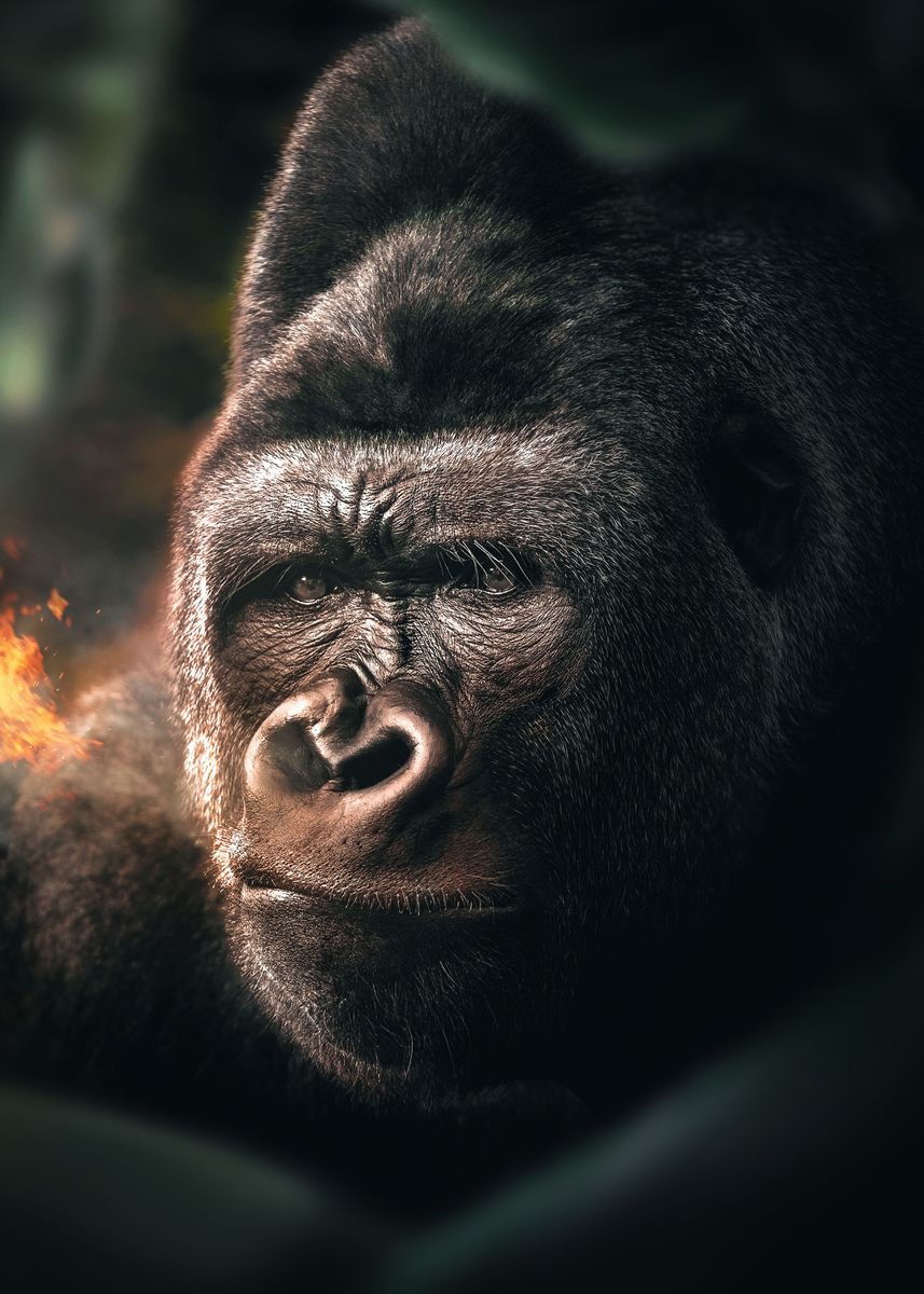'Gorilla Flame' Poster, picture, metal print, paint by Zenz | Displate