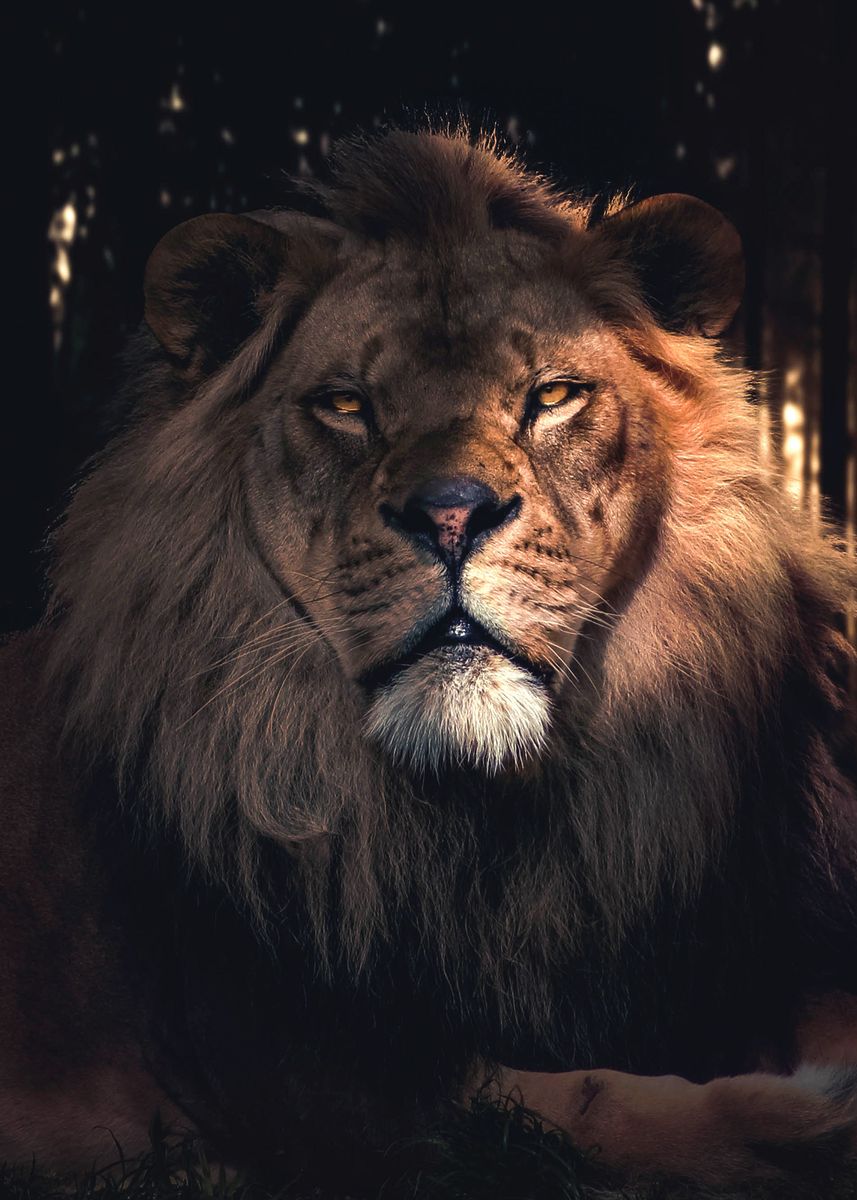 'Serious Lion' Poster, picture, metal print, paint by Zenz | Displate
