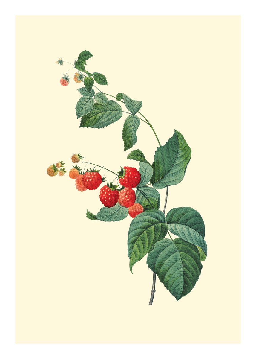 'vintage raspberry ' Poster, picture, metal print, paint by MrTKBooker ...