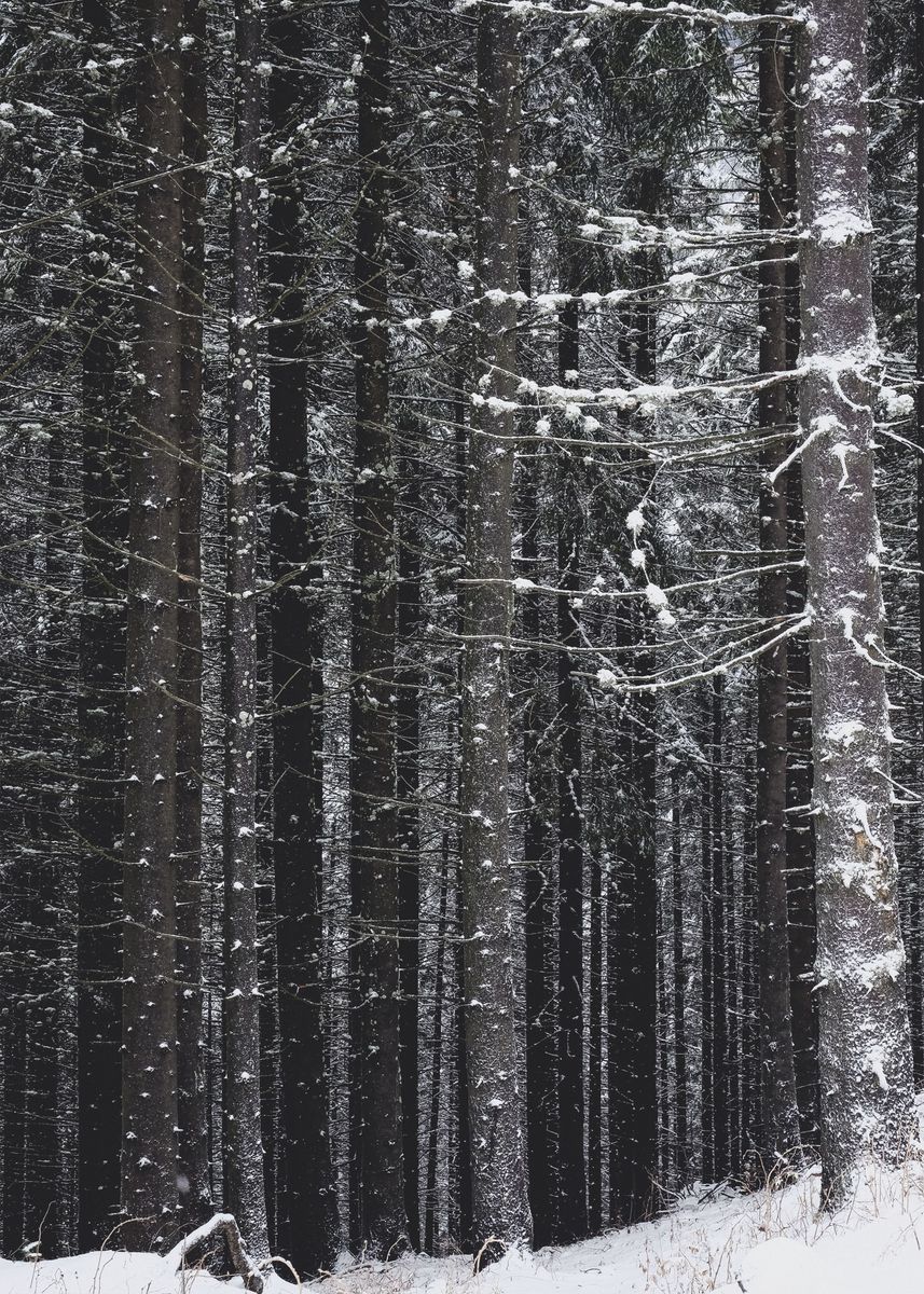 'Frozen Forest' Poster, picture, metal print, paint by Conceptual ...