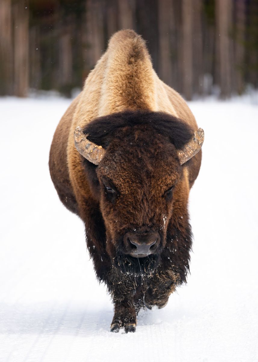 'Impressive Bison Bull' Poster, picture, metal print, paint by Stephen ...