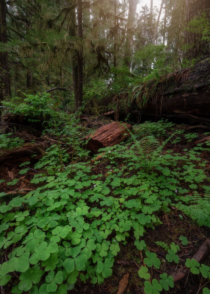 'Rain forest floor' Poster, picture, metal print, paint by Nicholas ...