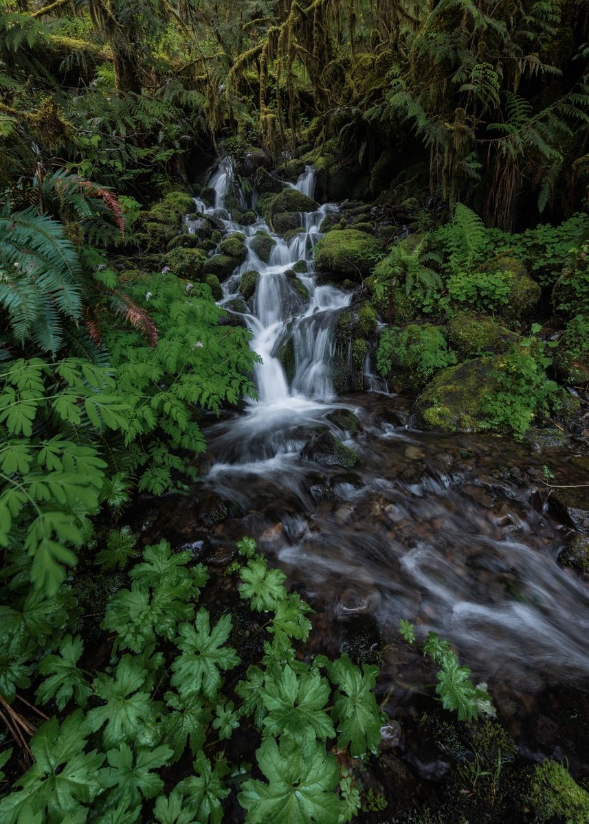 'Spring in the rain forest' Poster by Nicholas Steven | Displate