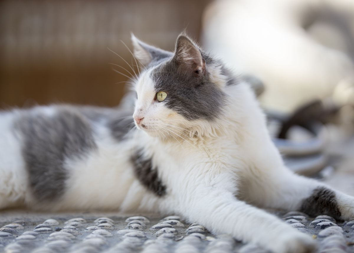 'Cat Cats Feline Kitty' Poster by Statements | Displate