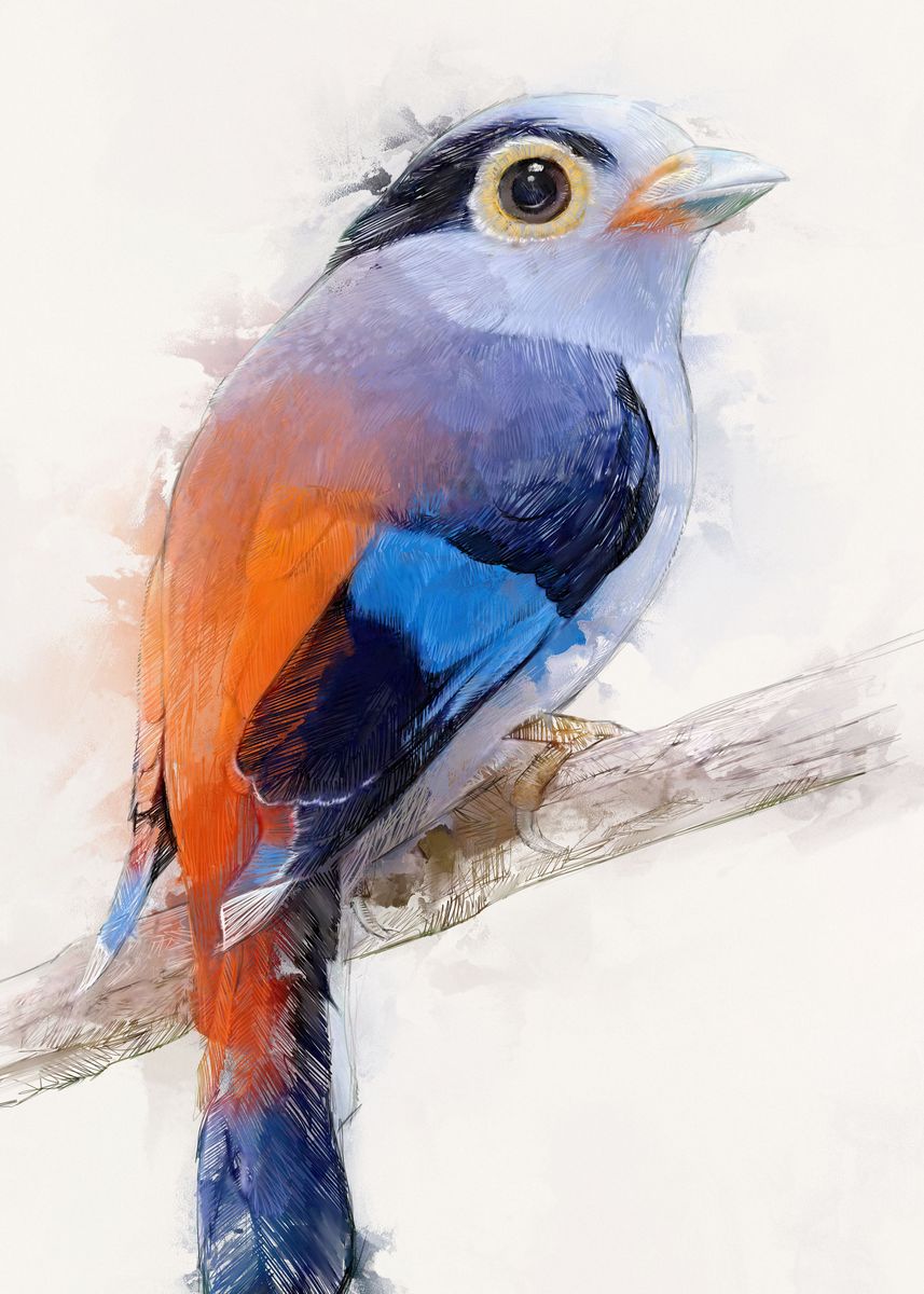 'Silverbreasted Broadbill ' Poster by Bloom Florence | Displate