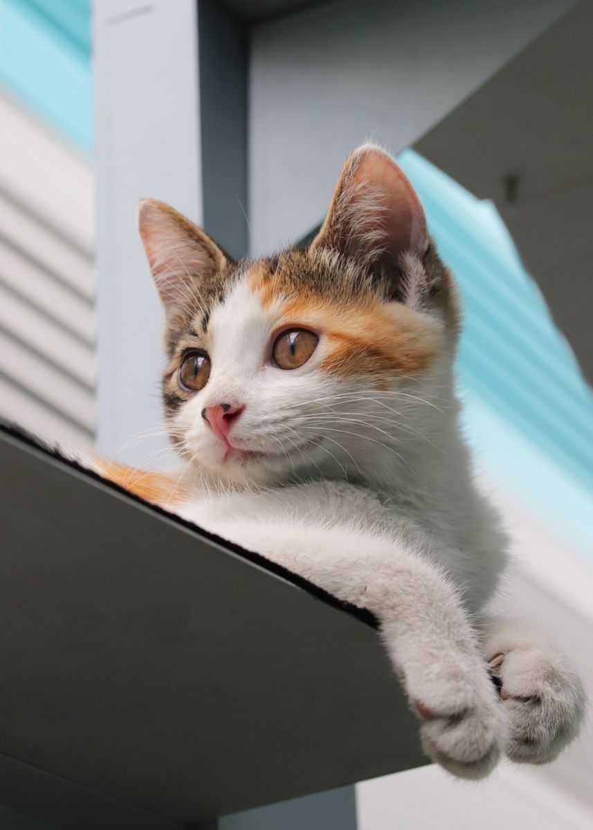 'Cat Cats Feline Kitty' Poster by Statements | Displate