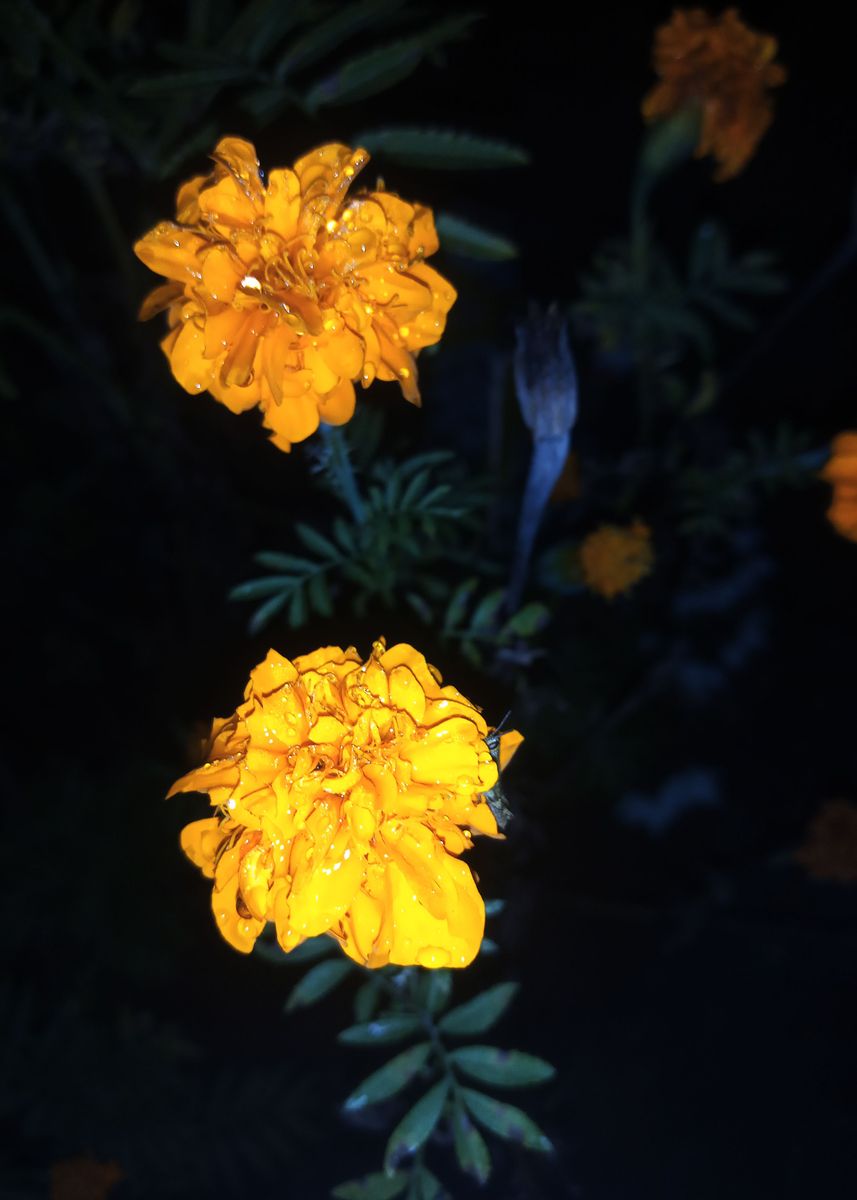 'kenikir flower' Poster by WORKAHOLIC | Displate