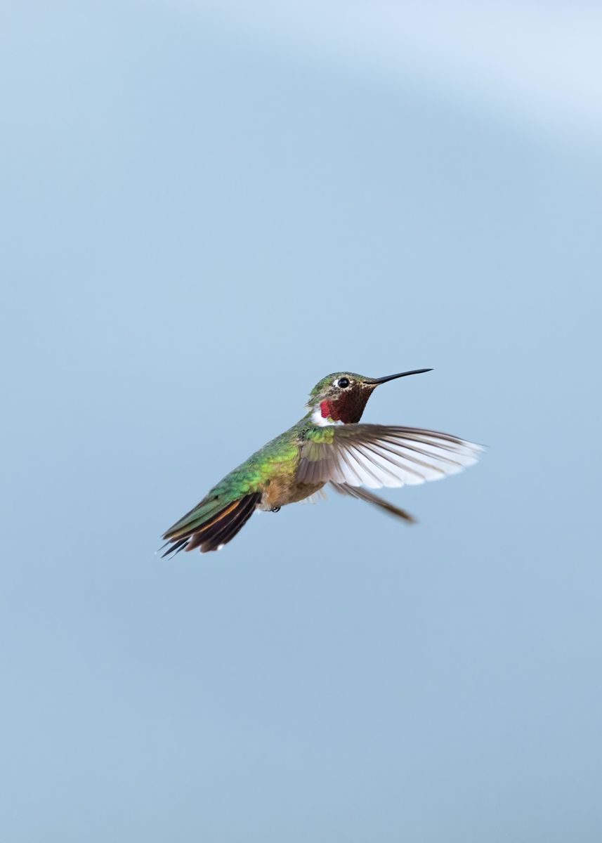 'Song of the Hummingbird' Poster by Sam Brady | Displate