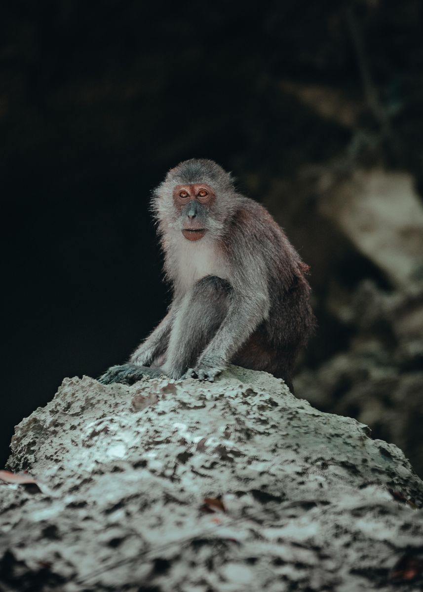 'Monkey Business' Poster by Kaan Senel | Displate