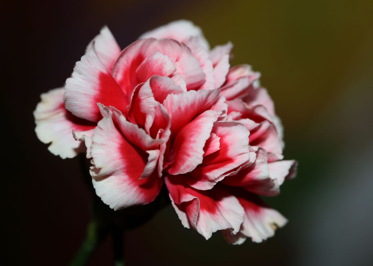 'Red Dianthus caryophyllus ' Poster by BakalaeroZz Photography | Displate