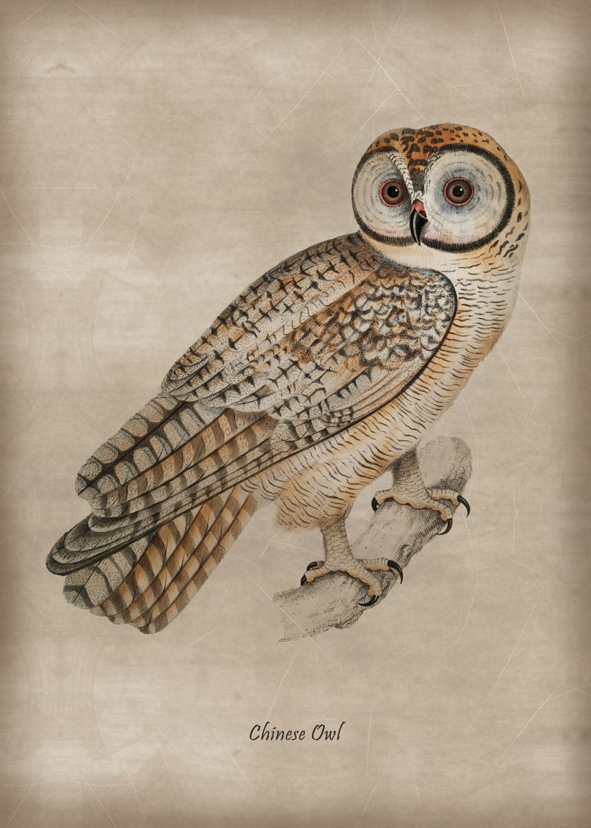 'Chinese Owl' Poster, picture, metal print, paint by XandYart | Displate