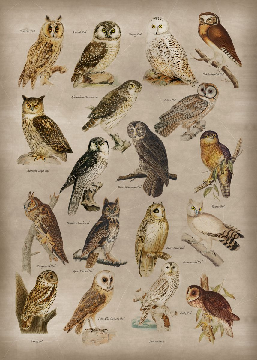 'Owl Collection' Poster, picture, metal print, paint by XandYart | Displate