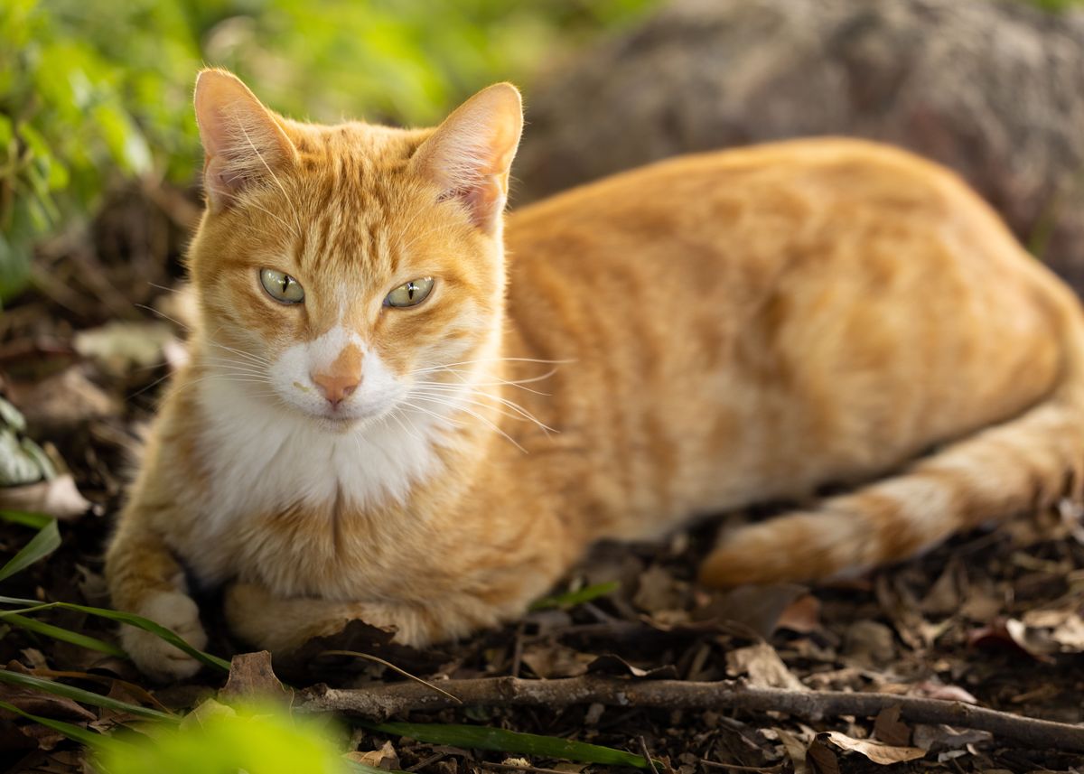 'Cat Cats Feline Kitty' Poster by Statements | Displate