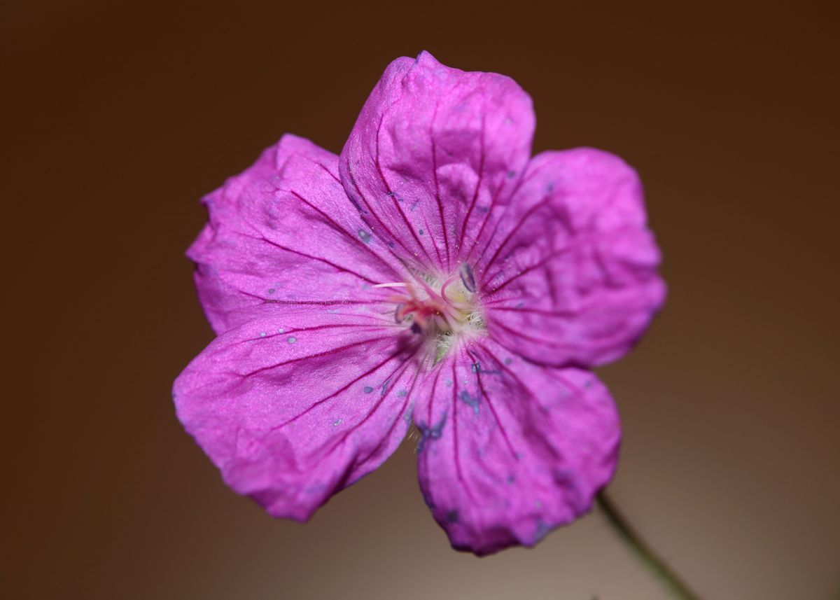 'Geranium flower close up' Poster by BakalaeroZz Photography | Displate