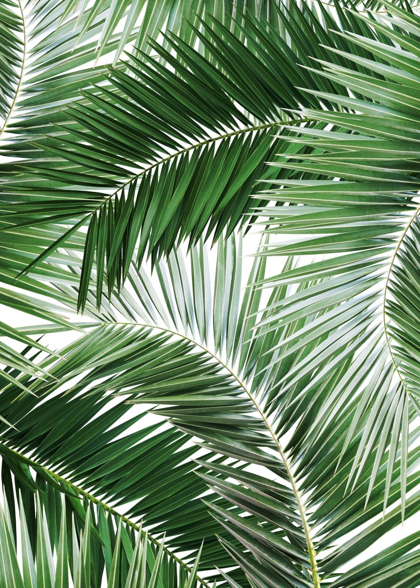 'Palm Jungle Pattern 1' Poster by Anita's & Bella's Art | Displate