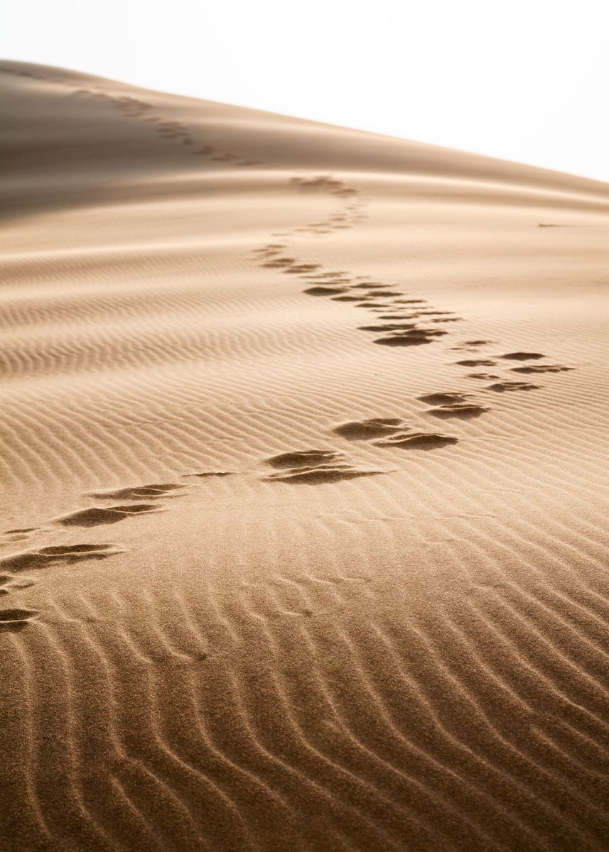 'Camel Prints in the sand ' Poster, picture, metal print, paint by Sam ...