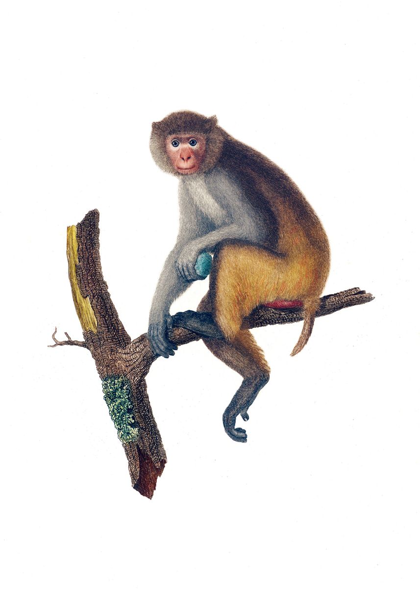 'Rhesus Monkey' Poster, picture, metal print, paint by CalimaX | Displate