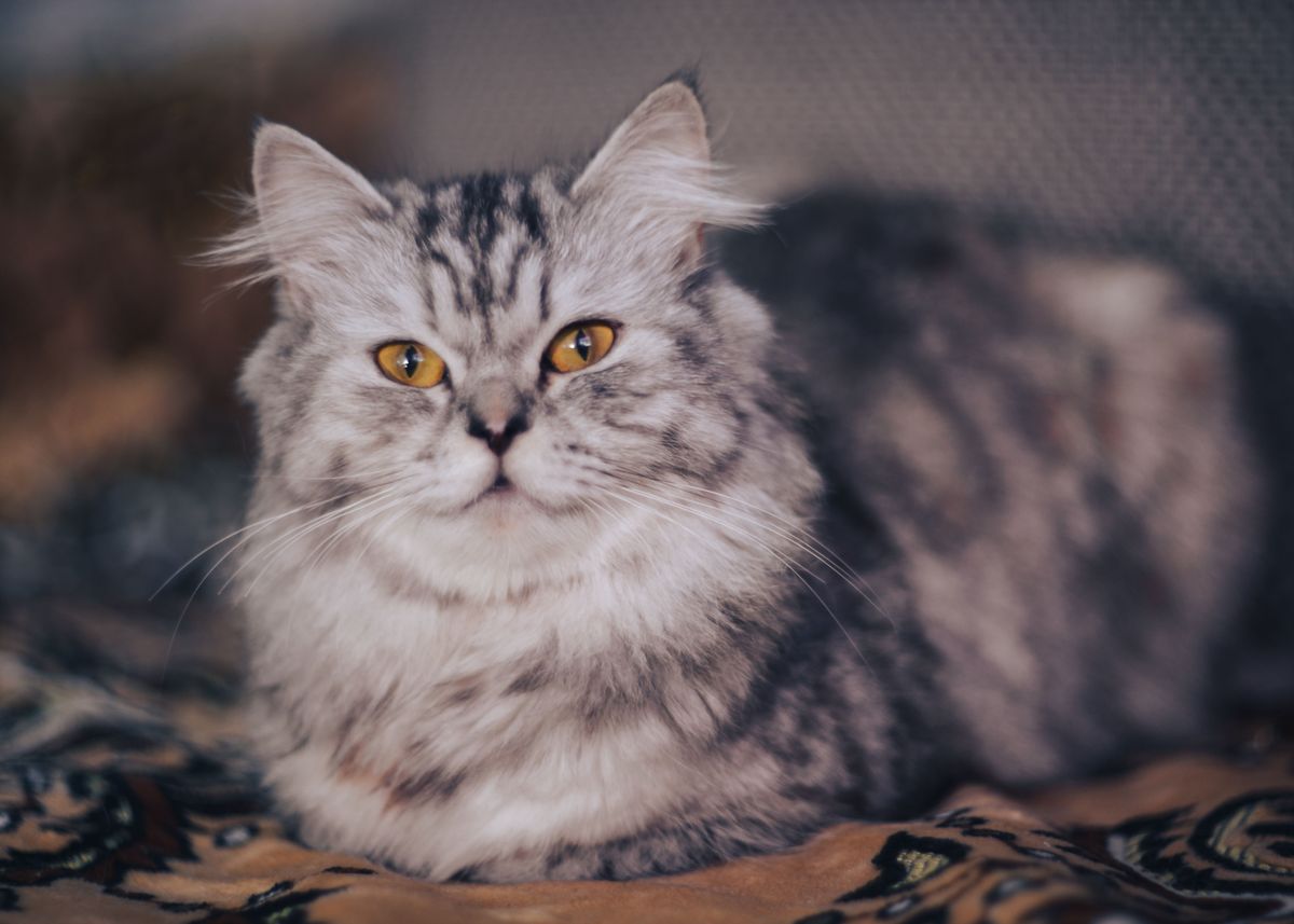 'Cat Cats Feline Kitty' Poster by Statements | Displate