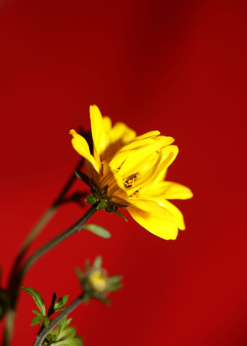 'Yellow flower blossoming' Poster by BakalaeroZz Photography | Displate