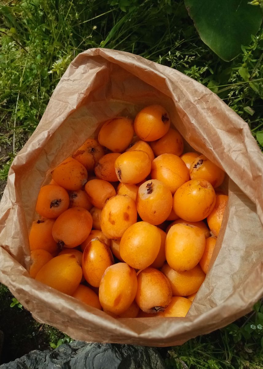 'Fresh loquats' Poster, picture, metal print, paint by Gaspar Avila ...