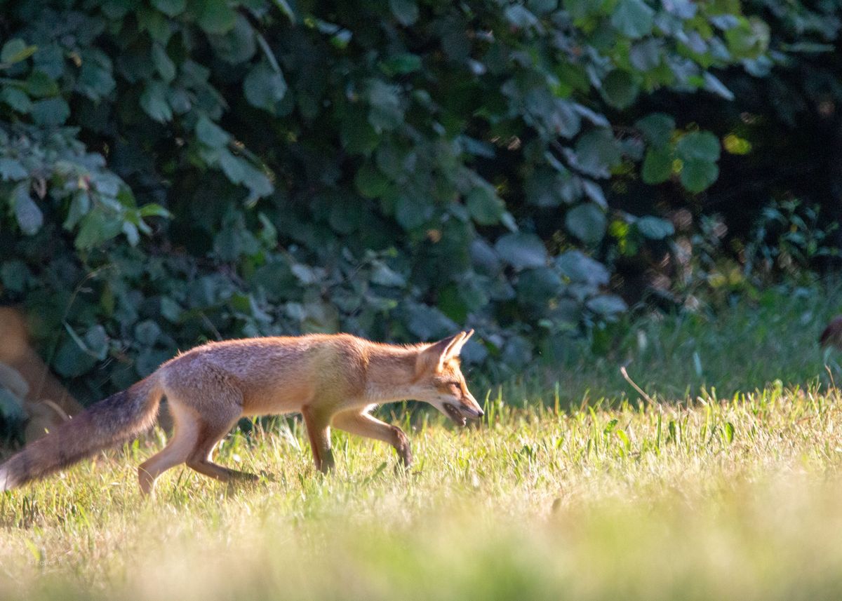 'walking fox' Poster by Thibault Fesler | Displate