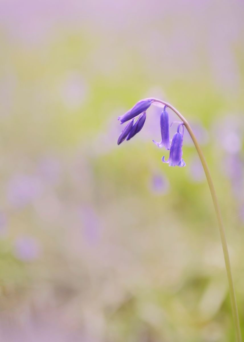 'Beautiful Blue Bells ' Poster by Svetlana Sewell | Displate