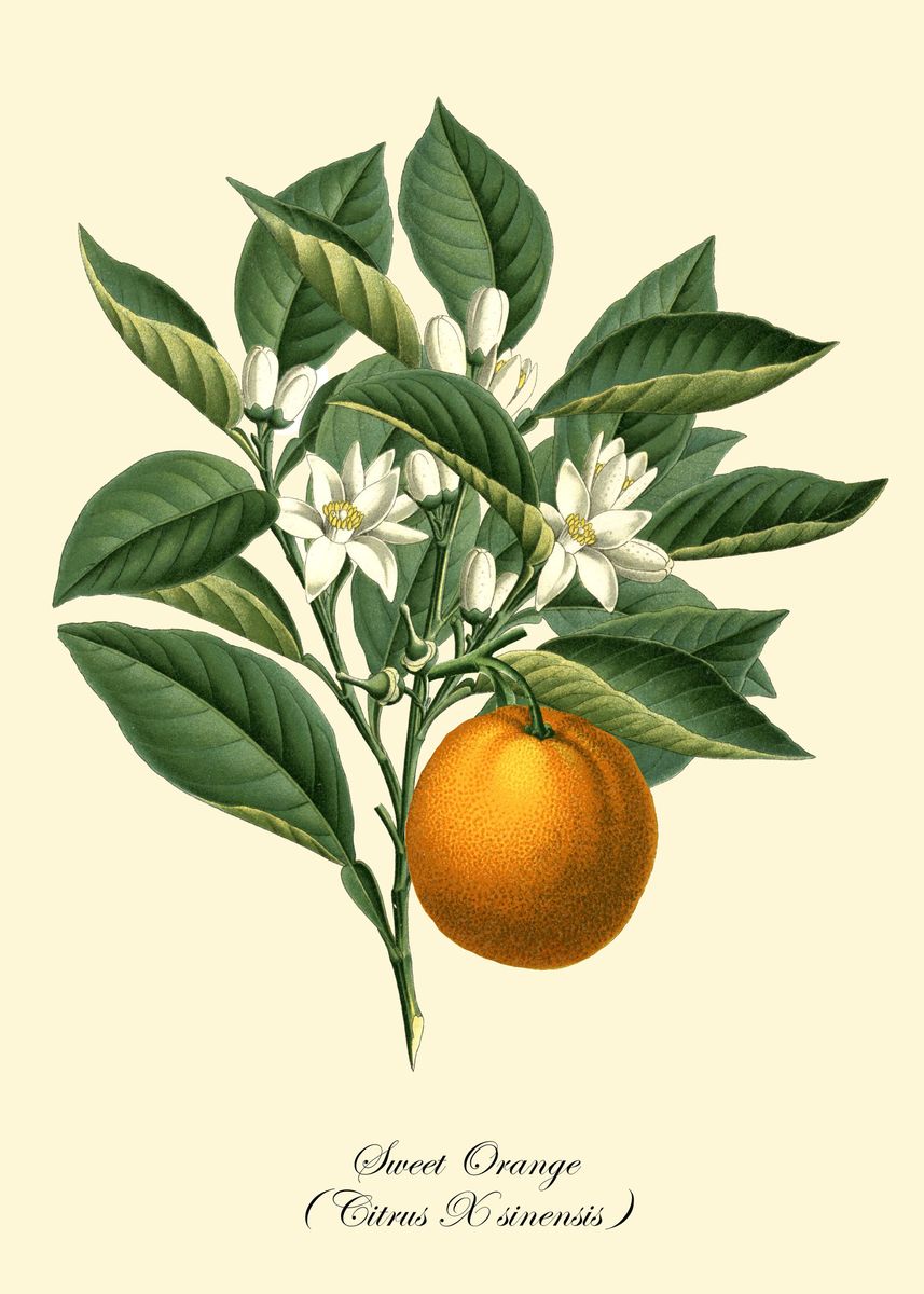 'Sweet Orange Fruit' Poster, picture, metal print, paint by Tanjica Art ...
