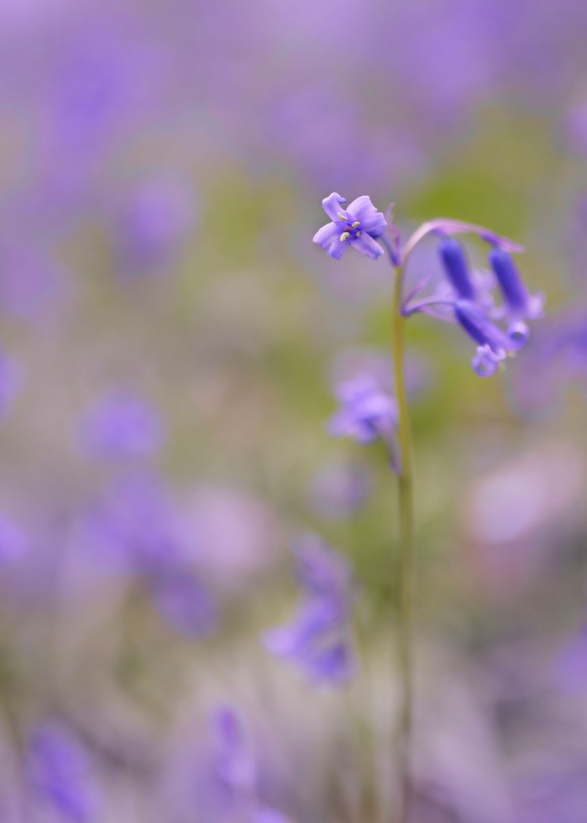 'Beautiful Blue Bells ' Poster by Svetlana Sewell | Displate