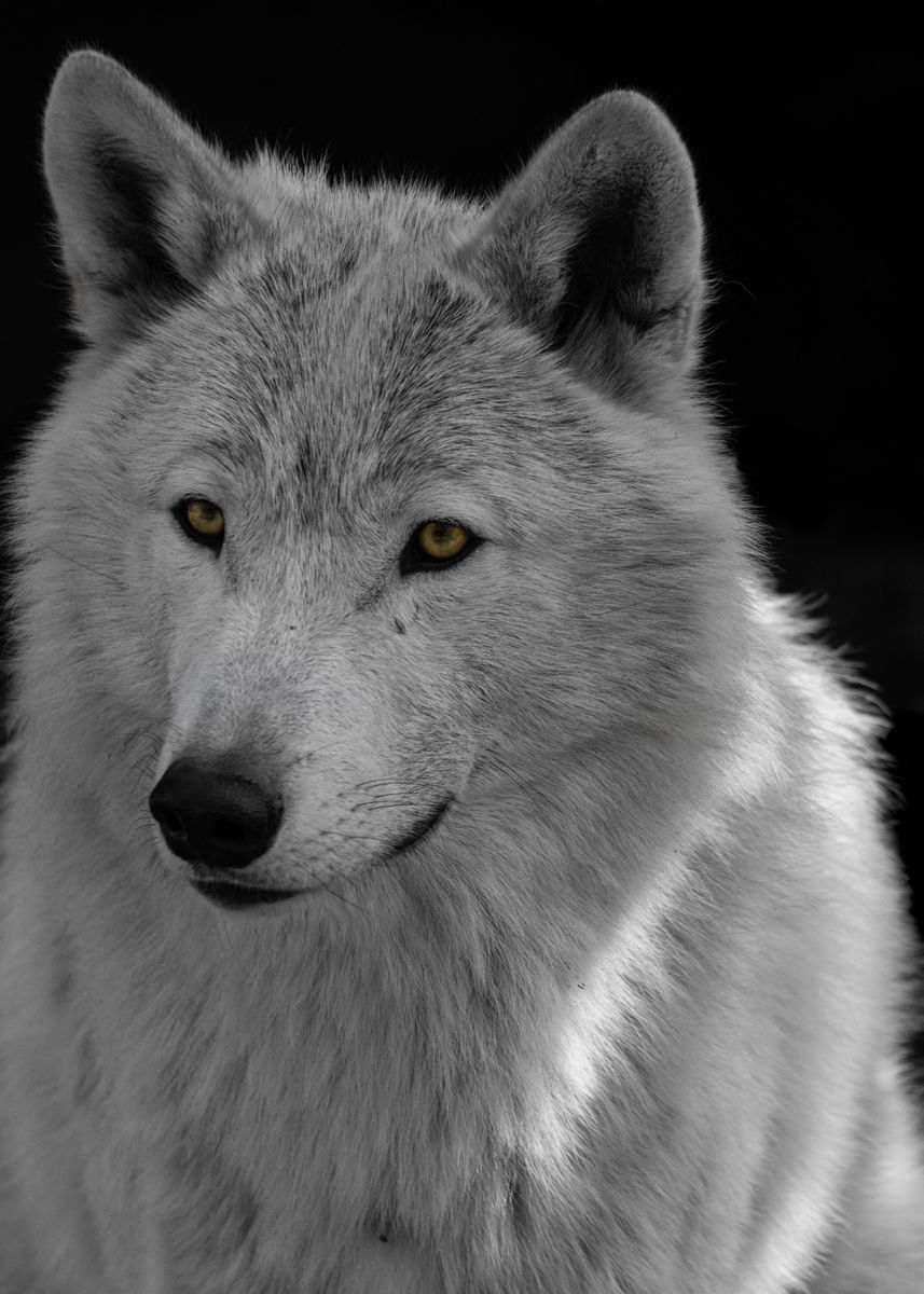 'Handsome White Wolf' Poster, picture, metal print, paint by Elliot ...