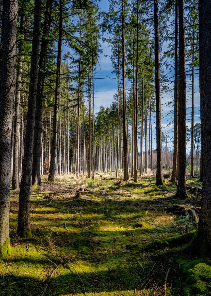 'Forest' Poster, picture, metal print, paint by Art Creative | Displate