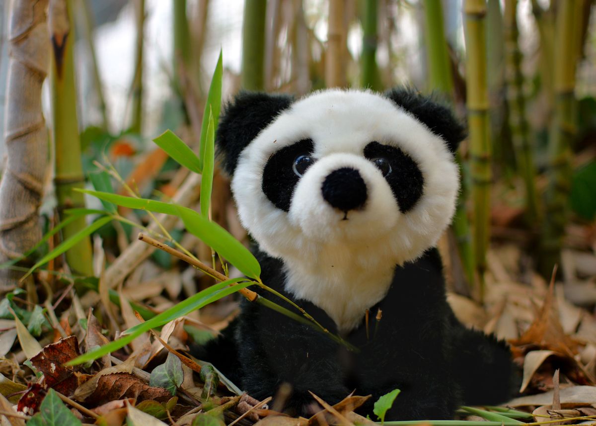 'Waiting Panda' Poster by SibyF RufderFreiheit | Displate