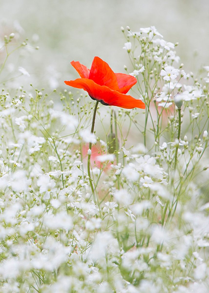 'Red Poppy' Poster, picture, metal print, paint by Muhammad Zaki ...