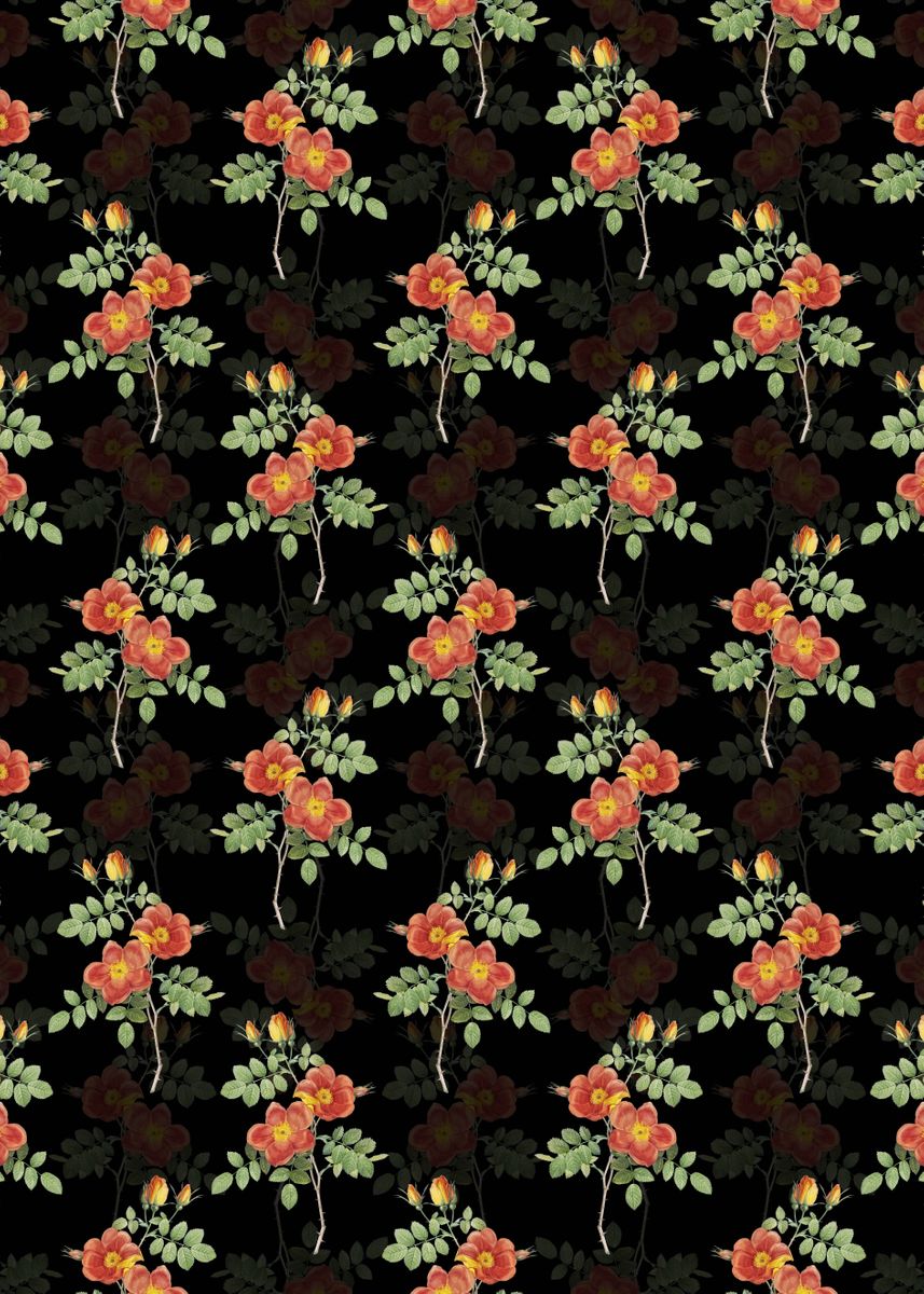 'Black Austrian Briar Rose' Poster, picture, metal print, paint by Holy ...