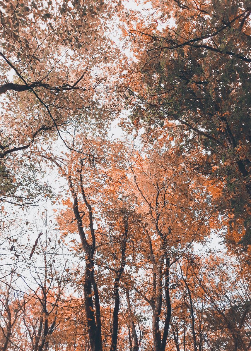 'Cooper tree crowns' Poster by Edy Art Space | Displate