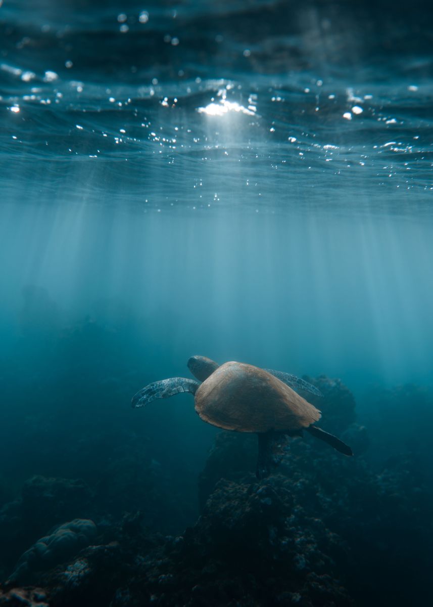 'Deep Blue Sea Turtle' Poster, picture, metal print, paint by Lucas ...