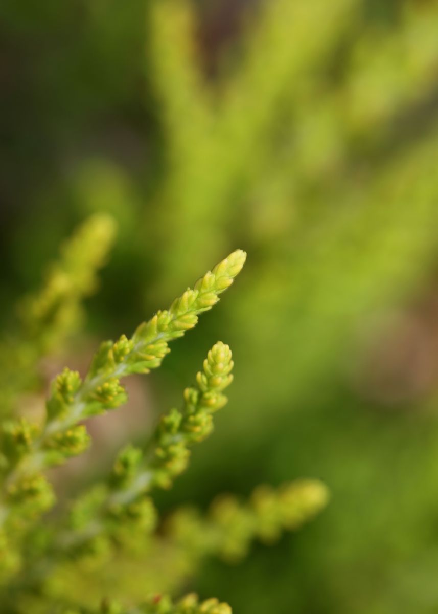 'Green erica flower leaves' Poster by BakalaeroZz Photography | Displate