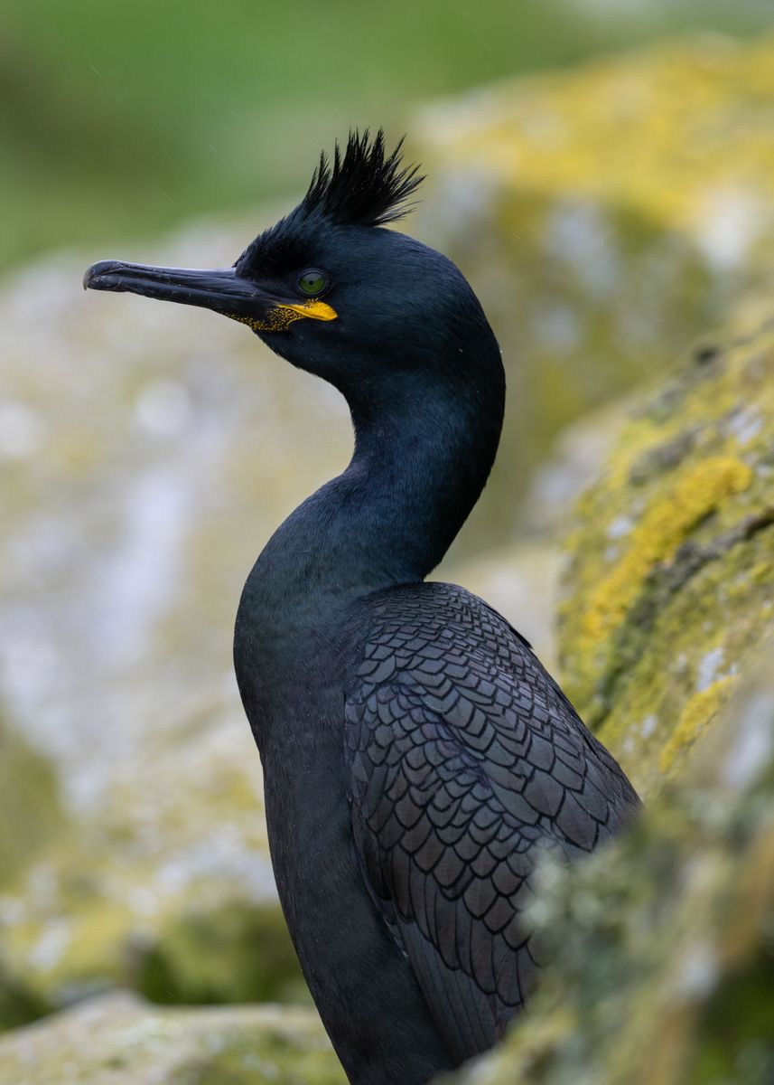 'Shag Cormorant' Poster by Daniel Moser | Displate