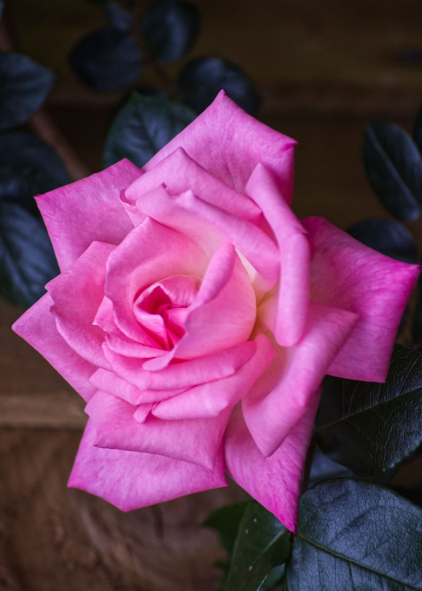 'Wild Rose' Poster by dpdigitalpainting | Displate