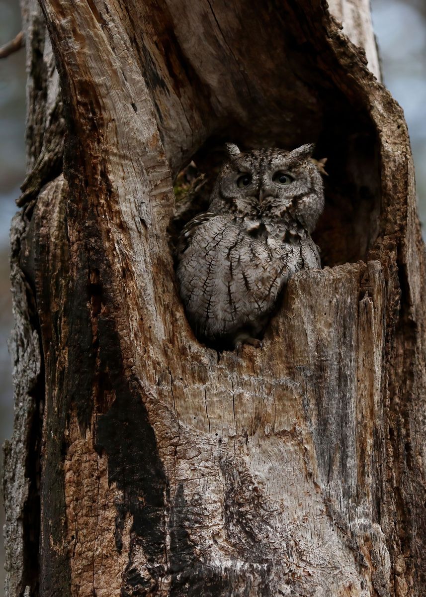 'Night Owl' Poster, picture, metal print, paint by Thee Owl Queen ...