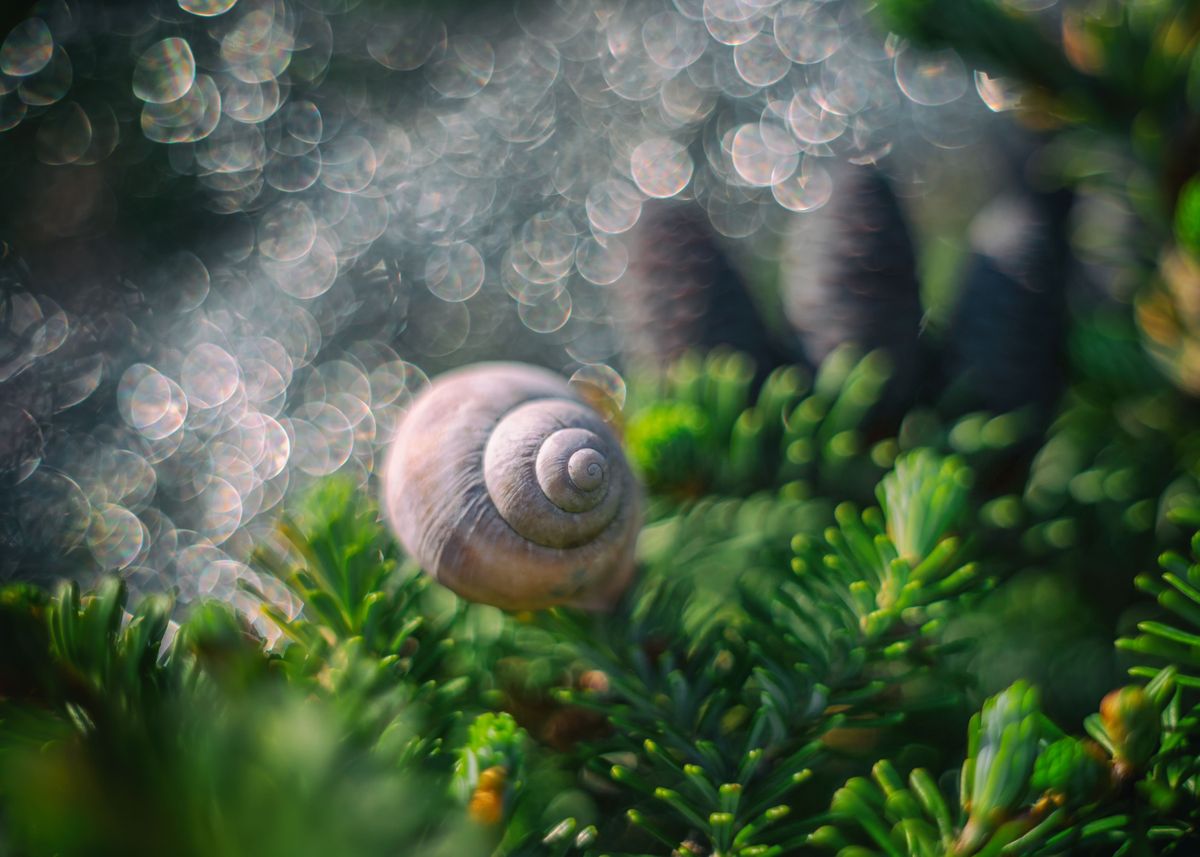 'Twisted seashell' Poster by anettastar | Displate