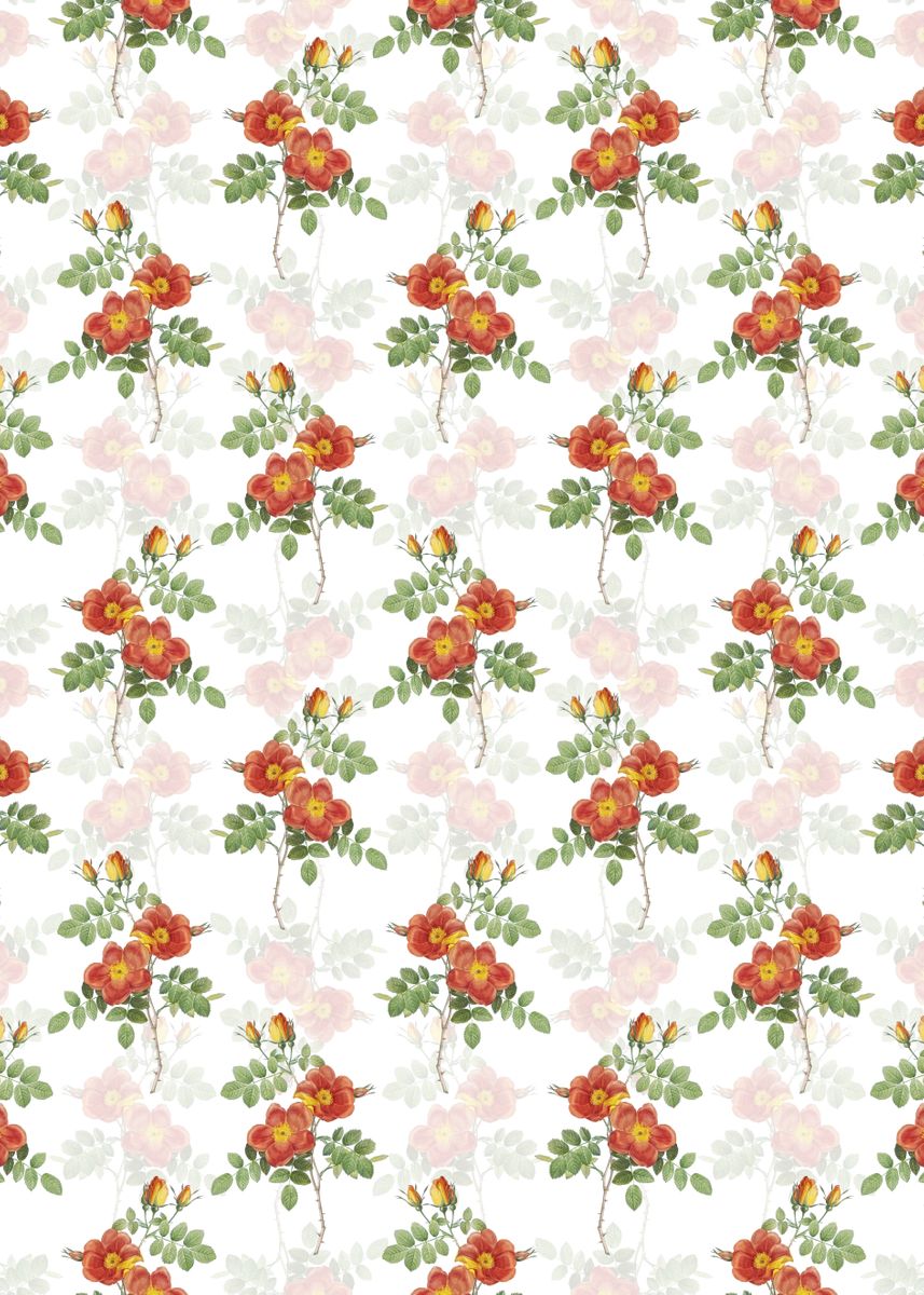 'White Austrian Briar Rose' Poster, picture, metal print, paint by Holy ...