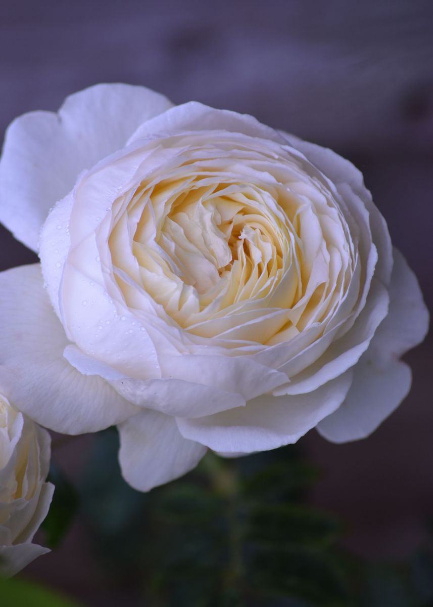 'White Rose 3' Poster by dpdigitalpainting | Displate