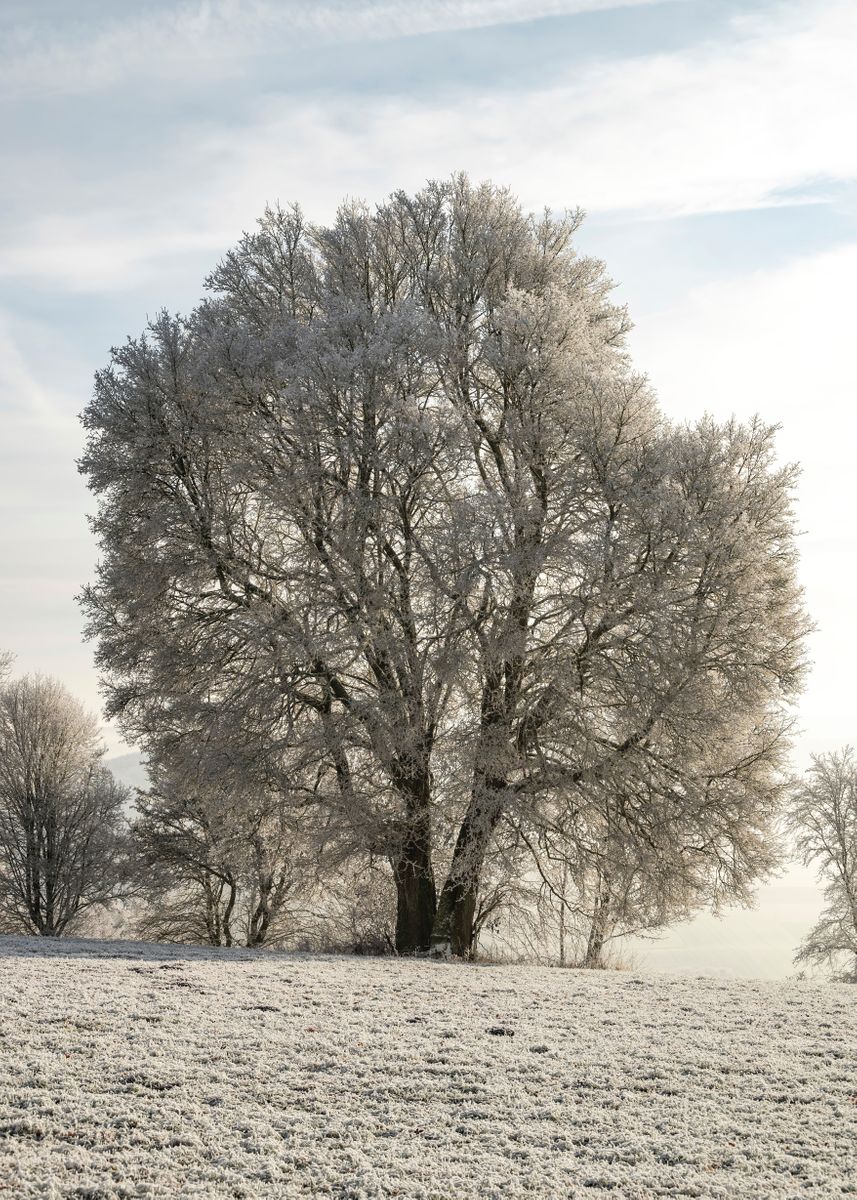 'Iced tree winter landscape' Poster, picture, metal print, paint by ...
