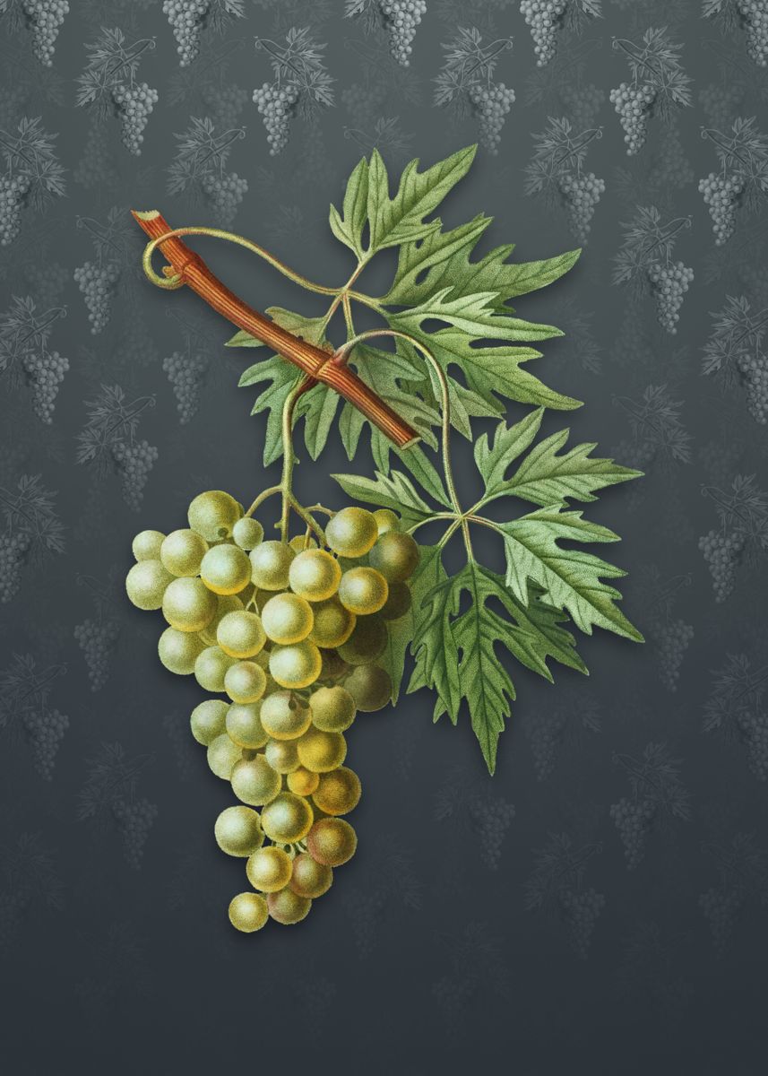 'Grape Vine on Slate Gray' Poster, picture, metal print, paint by Holy ...