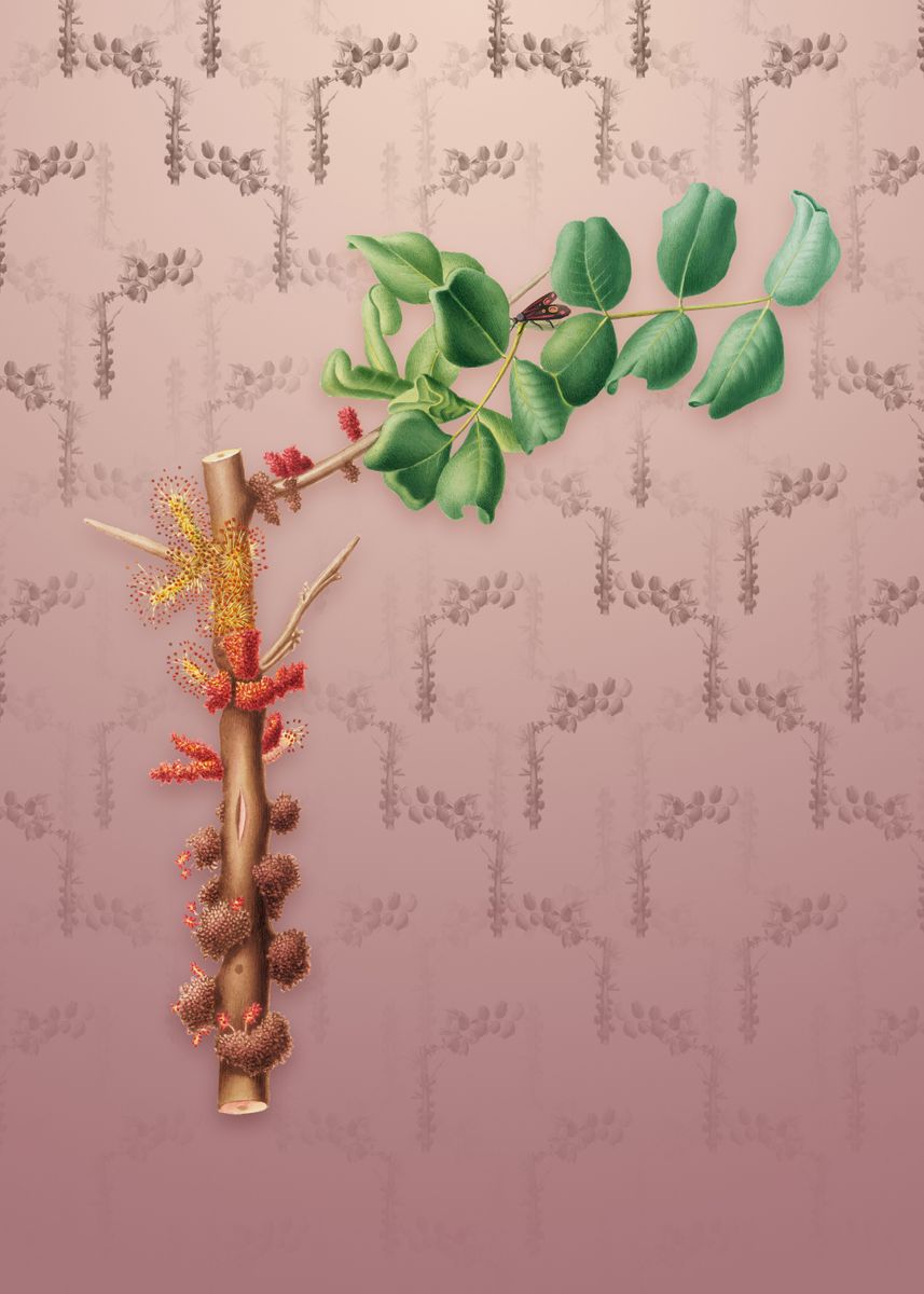 'Vintage Carob Flower' Poster, picture, metal print, paint by Holy Rock ...