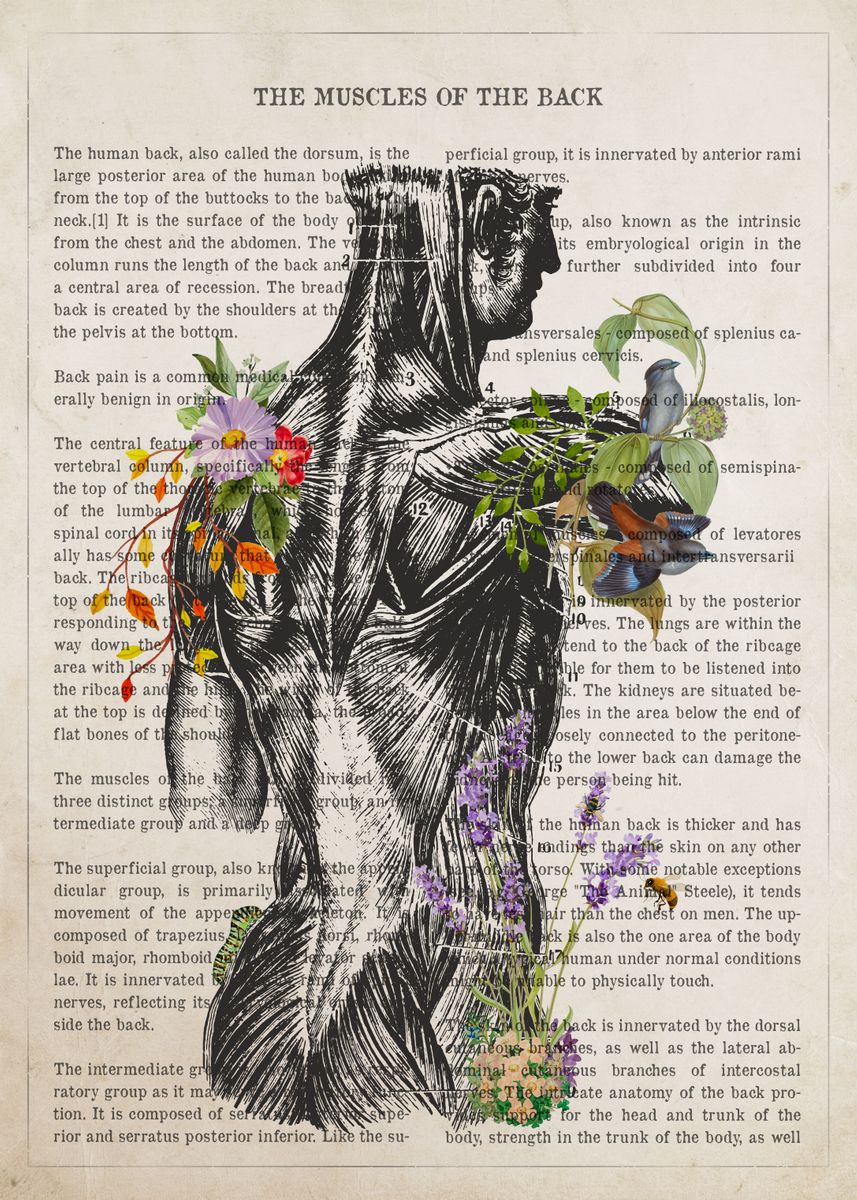 'Back Muscles Anatomy' Poster, picture, metal print, paint by Aged ...