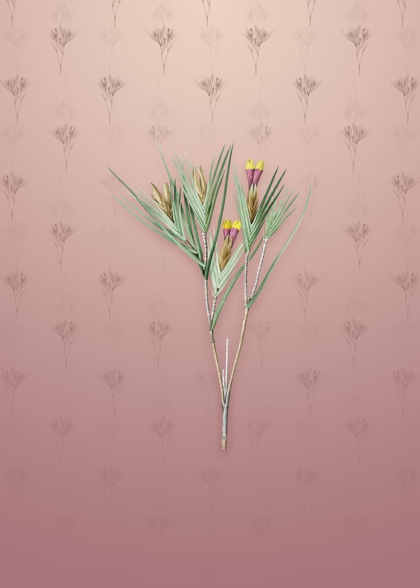 'Vintage Witsenia Maura' Poster, picture, metal print, paint by Holy ...