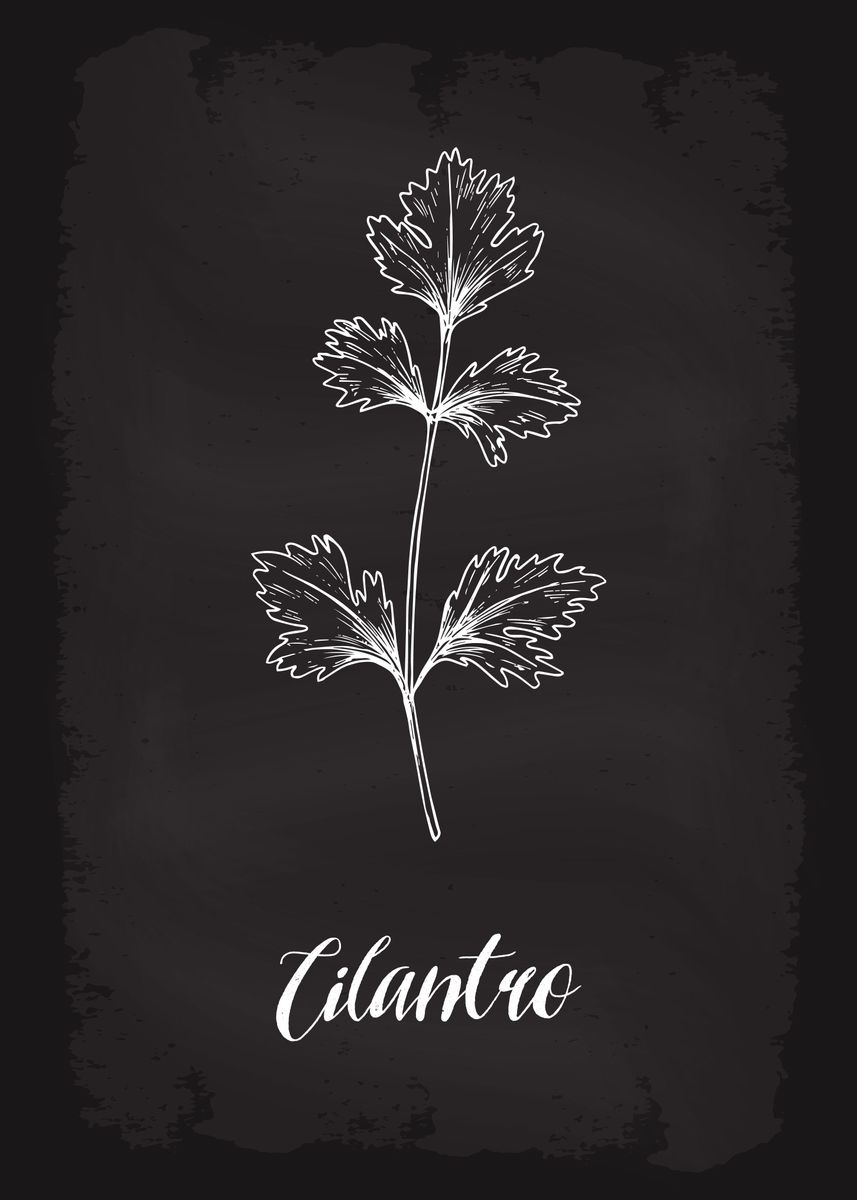 'Kitchen Herbs Cilantro' Poster by dkDesign | Displate